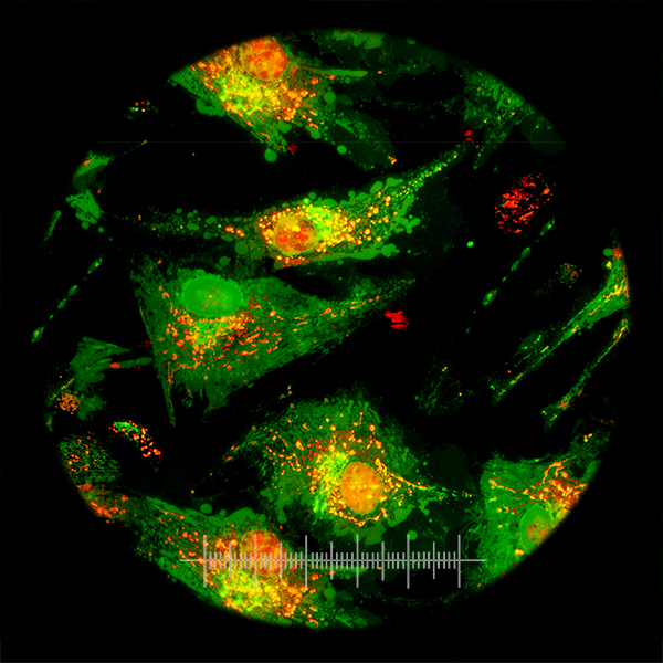 Fibroblast Scarf Scientific Gift Biology Cell Microscopy